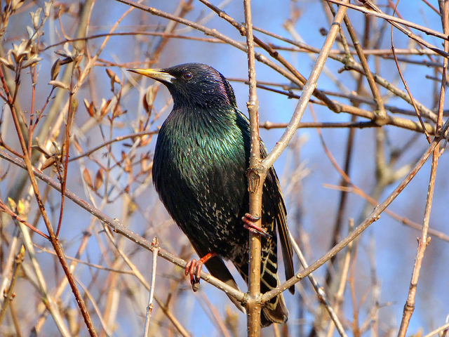 Zoodārza Putnu dienās izgatavoti 275 būrīši strazdiem | Dzeltenais.lv