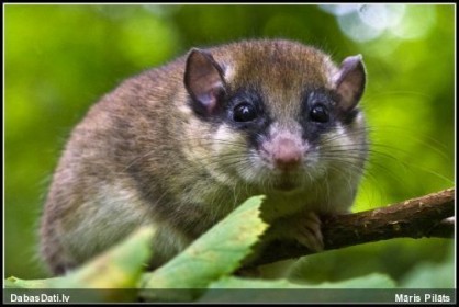 Zoodārza Putnu dienās izgatavoti 275 būrīši strazdiem | Dzeltenais.lv